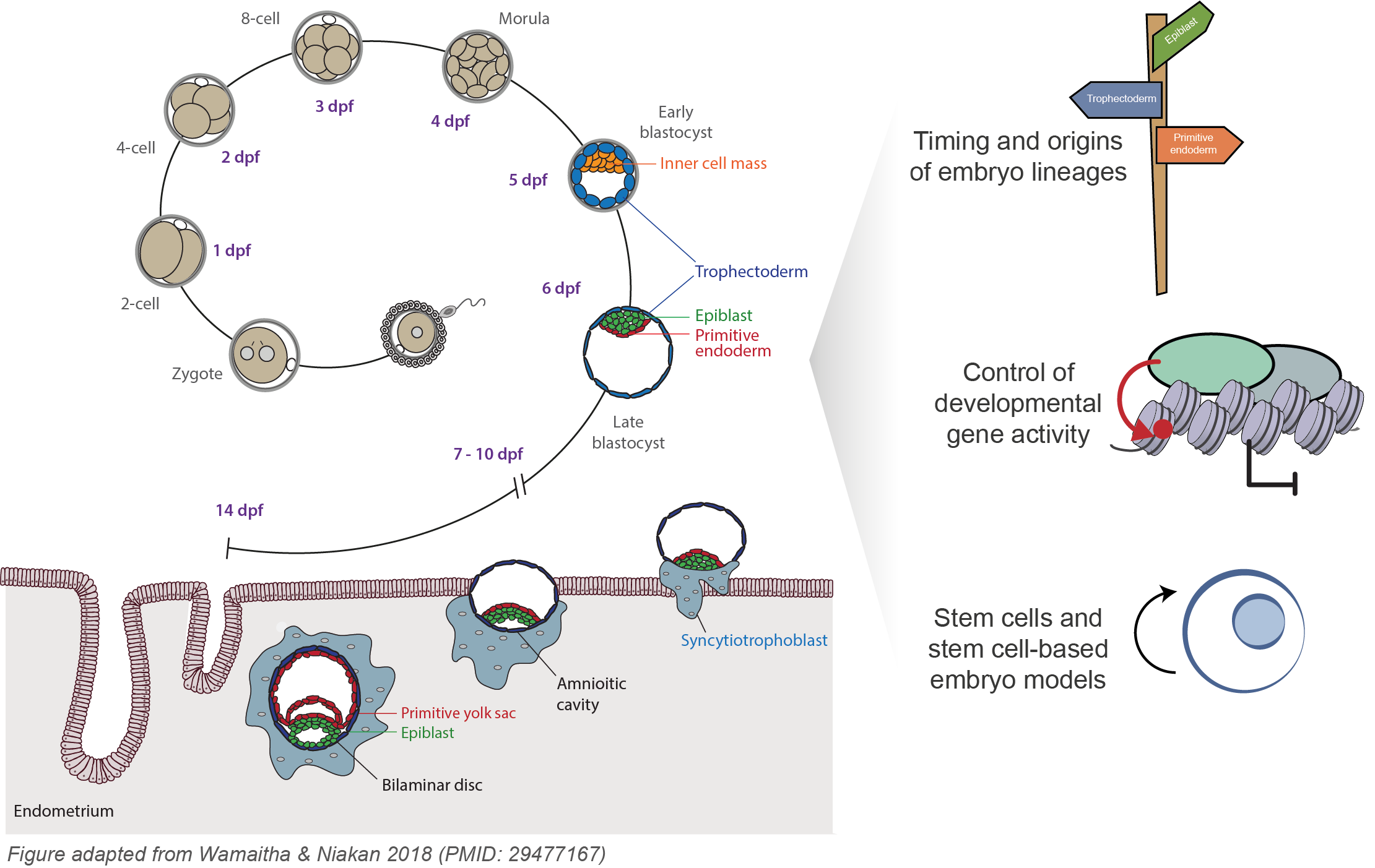 Blastocyst Stem Cells
